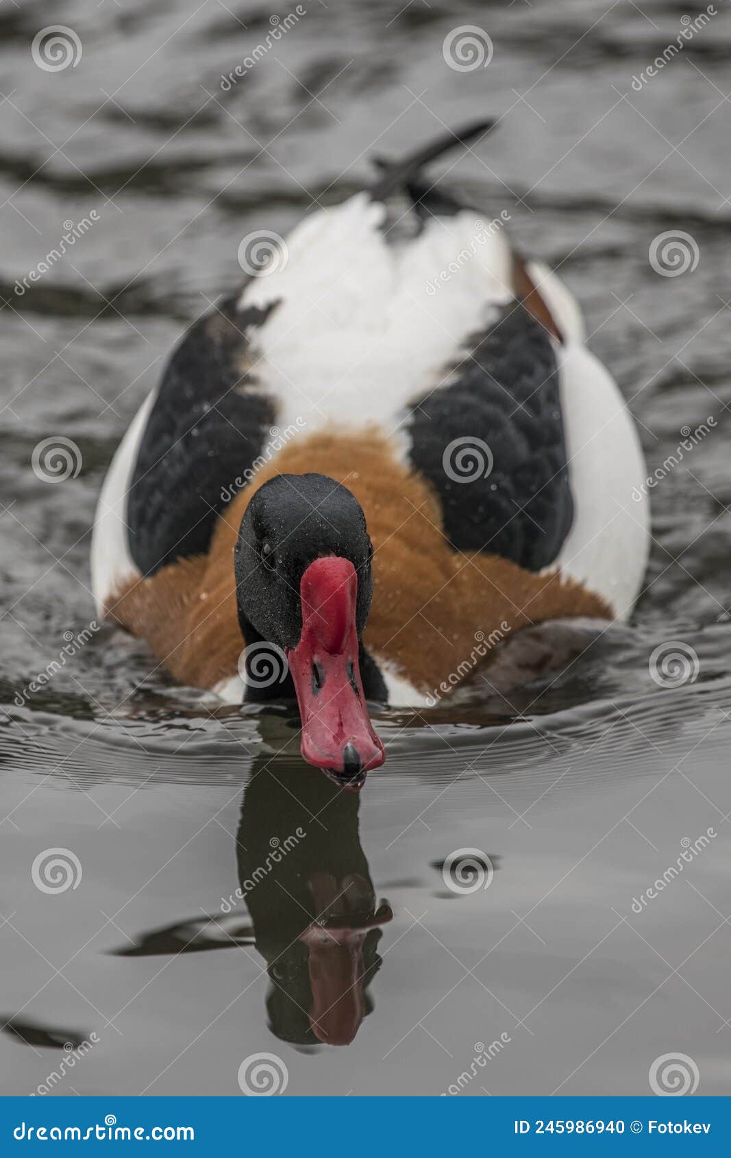 Shelduck One of the Cutest Ducks Around Stock Photo - Image of nature ...