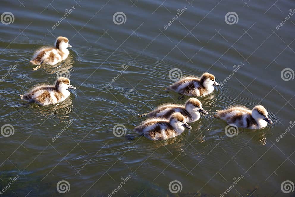 Shelduck Ducklings stock photo. Image of siblings, animal - 15796790