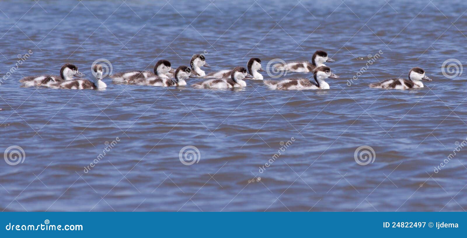 Shelduck ducklings stock image. Image of tadorninae, swimming - 24822497