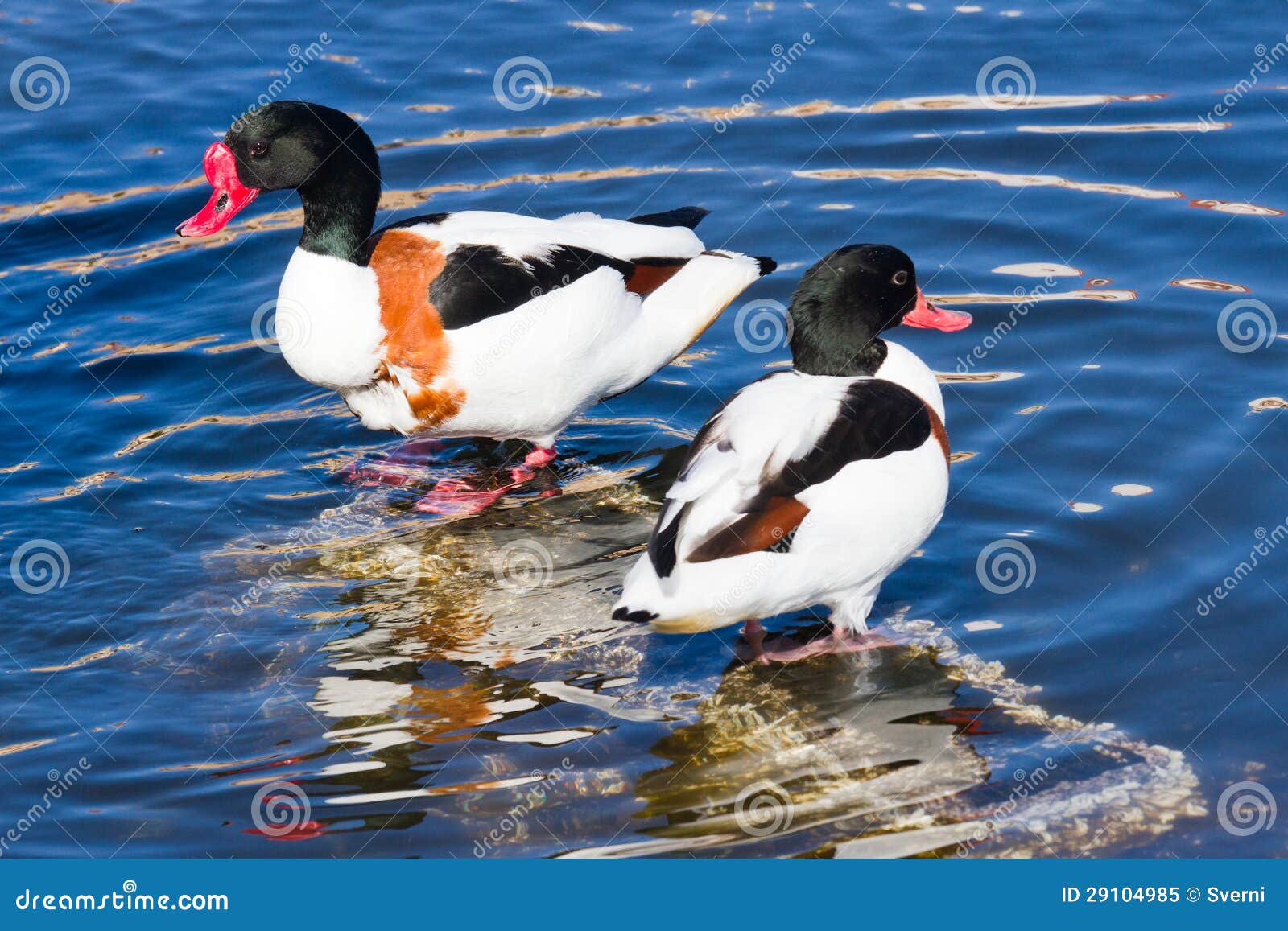 Shelduck ducks stock image. Image of adult, children - 29104985