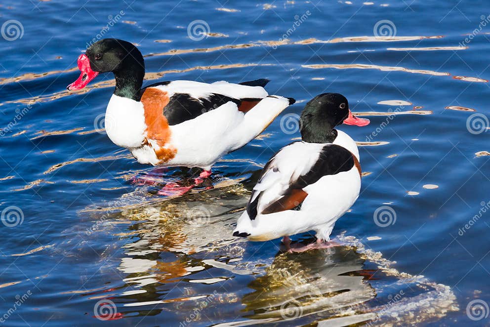 Shelduck ducks stock image. Image of adult, children - 29104985