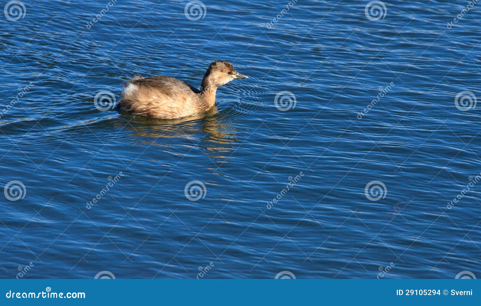Shelduck ducks stock photo. Image of little, brown, beak - 29105294