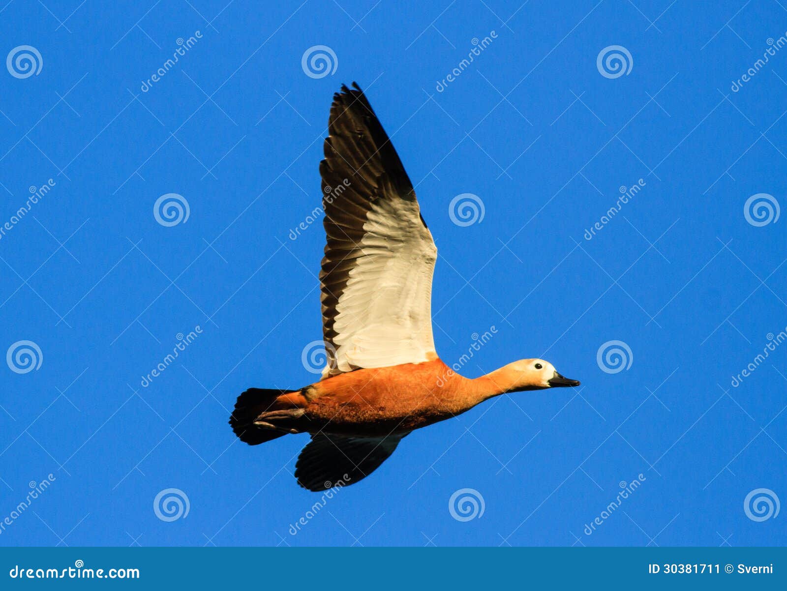 A shelduck stock image. Image of bird, care, common, diver - 30381711