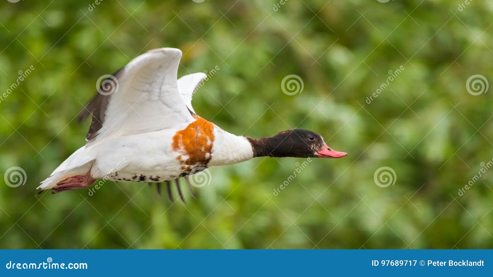 Shelduck in Flight Woods As Background Stock Image - Image of ...