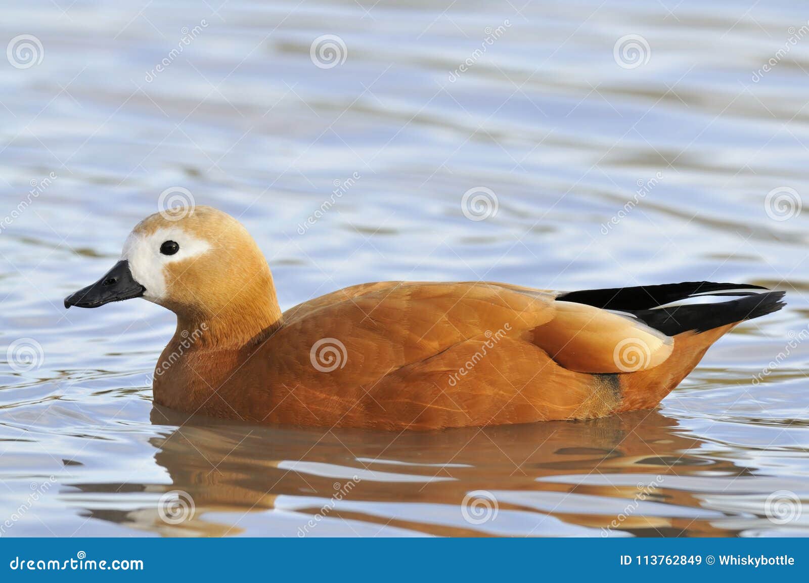 Shelduck rubicundo imagen de archivo. Imagen de rubicundo - 113762849