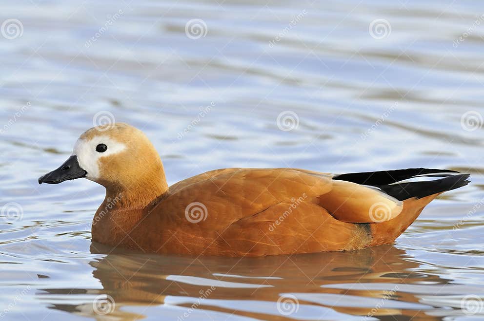 Shelduck rubicundo imagen de archivo. Imagen de rubicundo - 113762849