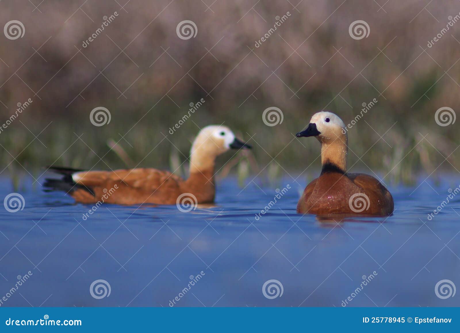 Shelduck rubicundo imagen de archivo. Imagen de pares - 25778945