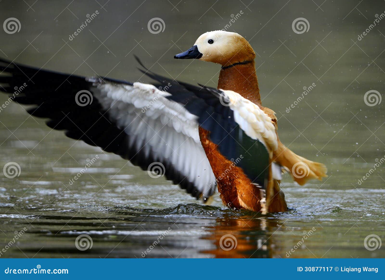 Shelduck rubicundo imagen de archivo. Imagen de patos - 30877117