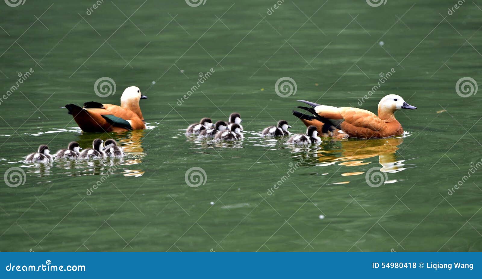 Shelduck rubicundo foto de archivo. Imagen de pato, hierba - 54980418