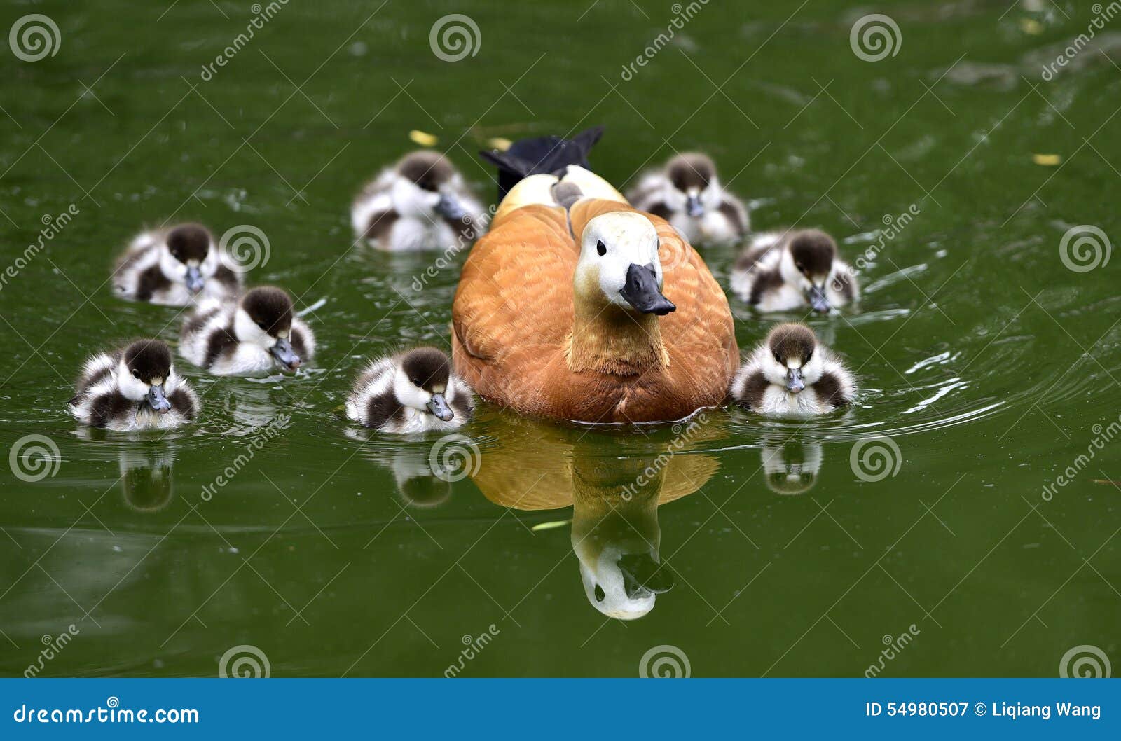 Shelduck rubicundo imagen de archivo. Imagen de fauna - 54980507