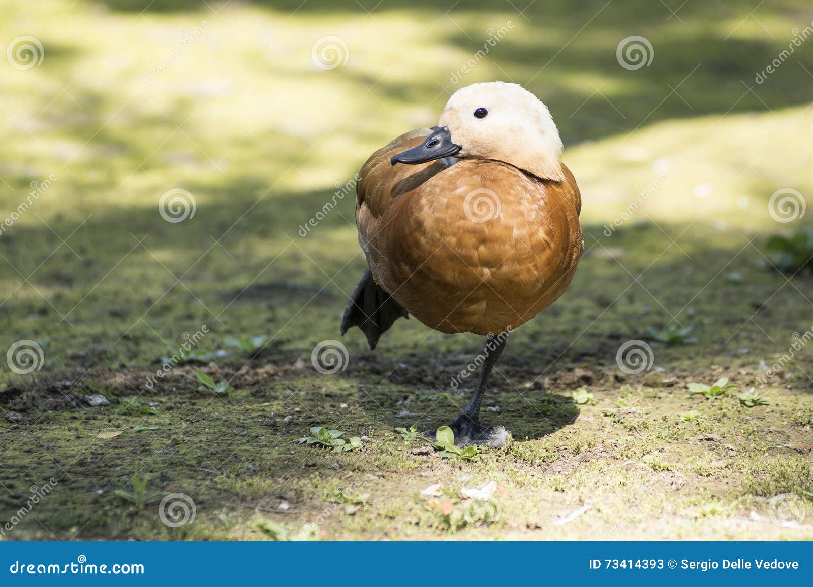 Shelduck rubicundo imagen de archivo. Imagen de majestuoso - 73414393