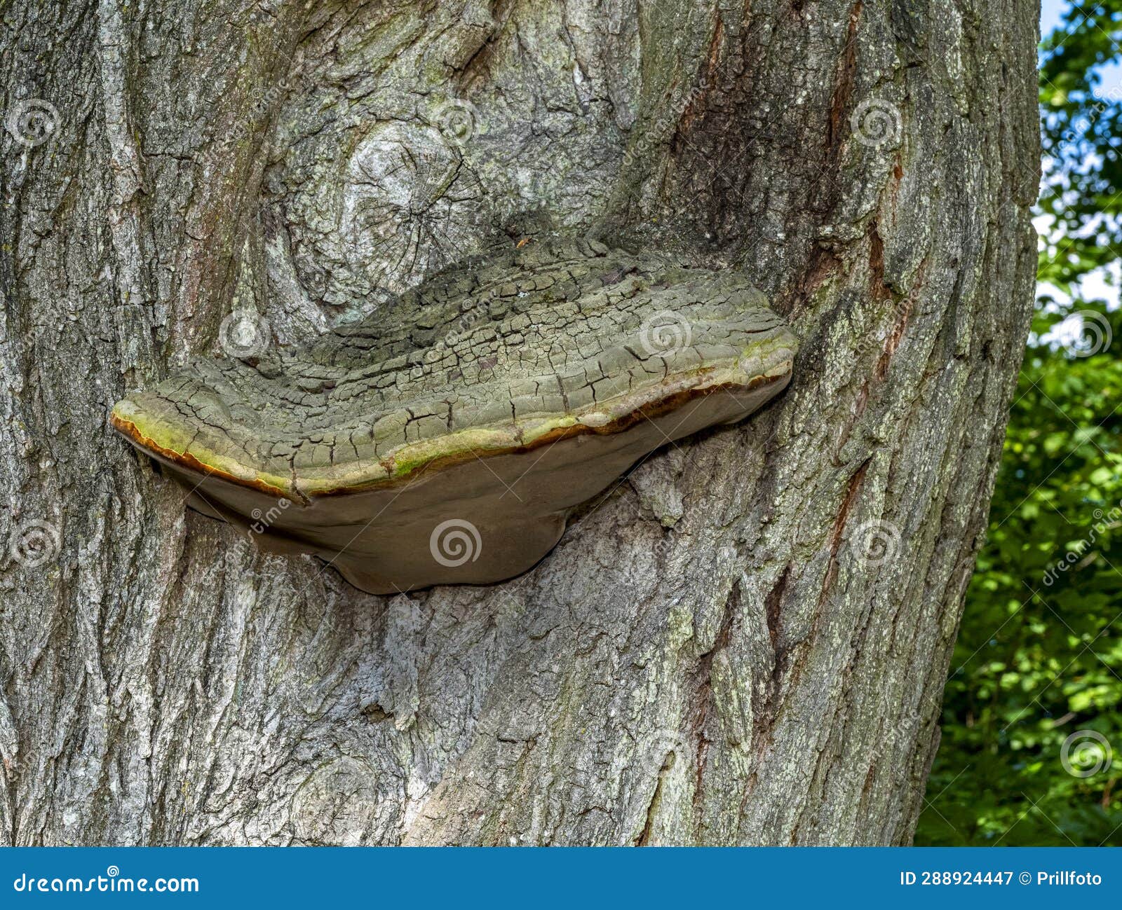 Shelf Fungi on a Tree Trunk Stock Image - Image of back, bracket: 288924447