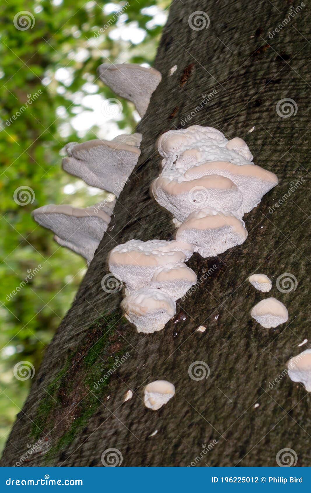 Shelf Fungus, Also Called Bracket Fungus Growing on a Tree Stock Photo ...