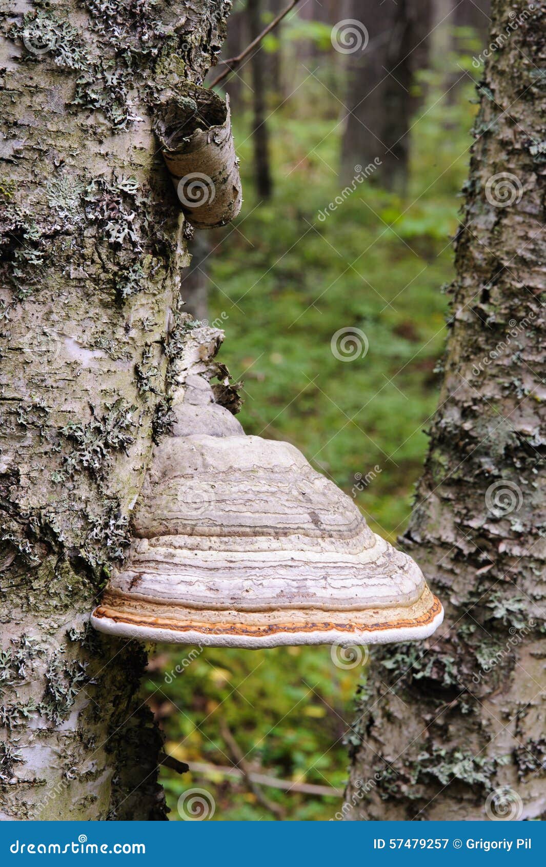 Shelf fungus stock image. Image of biology, forest, summer - 57479257