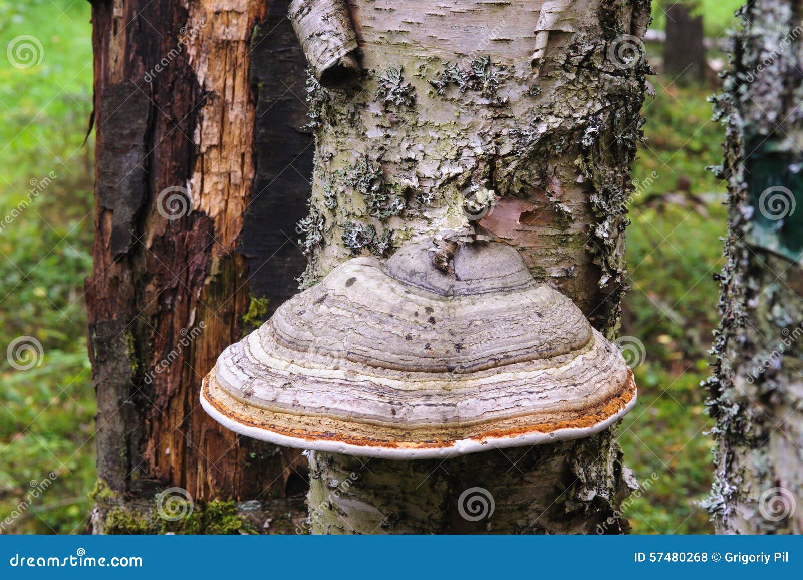 Shelf Fungus, Also Called Bracket Fungus Growing On A Tree Royalty-Free ...