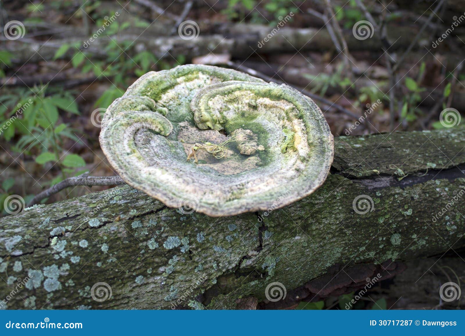 Shelf Fungus, Also Called Bracket Fungus Growing On A Tree Royalty-Free ...