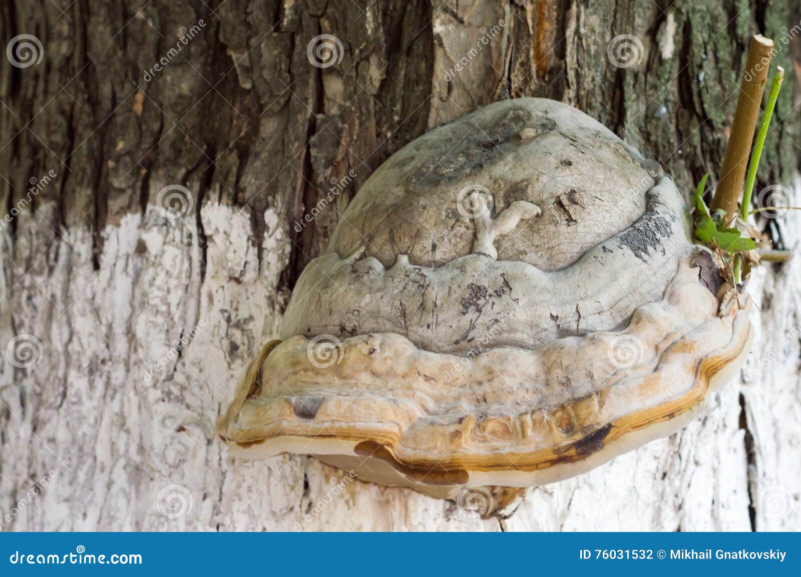Shelf fungus on tree trunk stock photo. Image of natural - 76031532