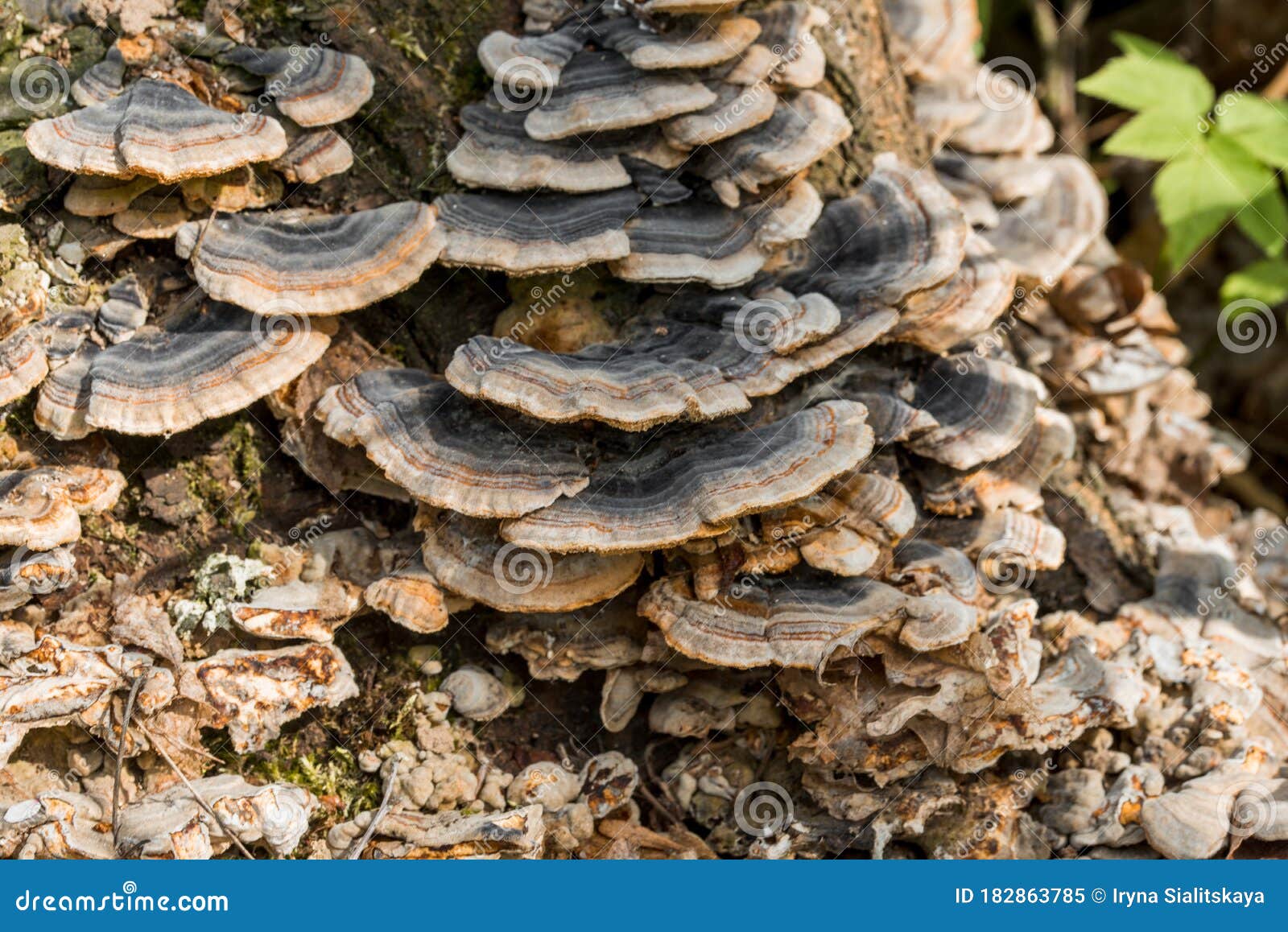 Shelf Fungus On Tree Trunktree Trunk Disease In The Forest Bad Ecology Stock Image Image Of