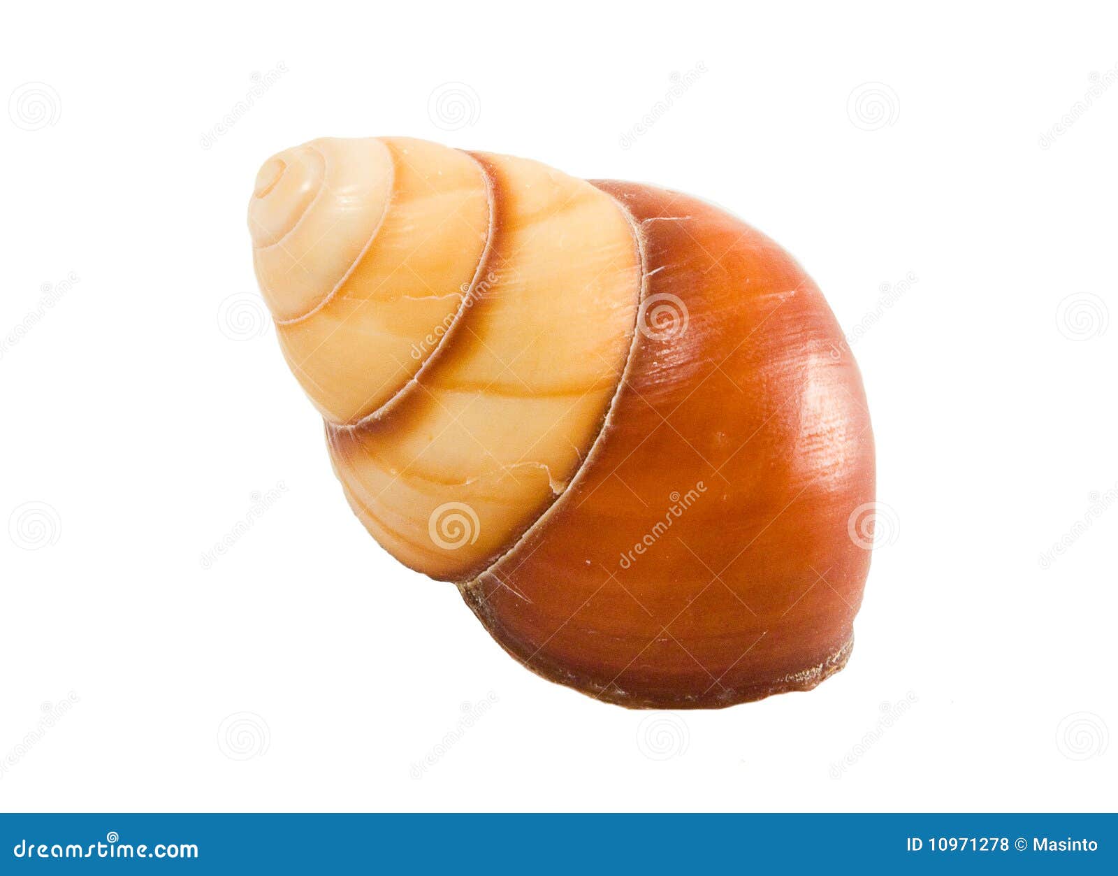 Shell 1 stock photo. Image of biology, shells, isolate - 10971278