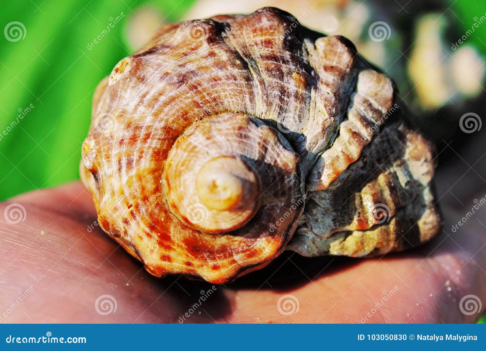 Shell foto de archivo. Imagen de primer, mano, arena - 103050830