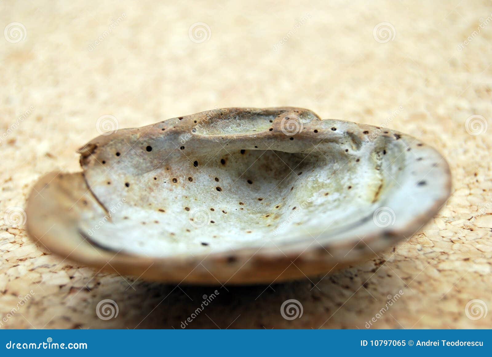 Shell stock image. Image of foods, chitinous, flinty - 10797065