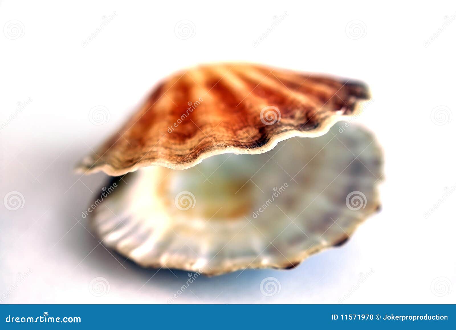 Shell stock photo. Image of shell, macro, open, closeup - 11571970