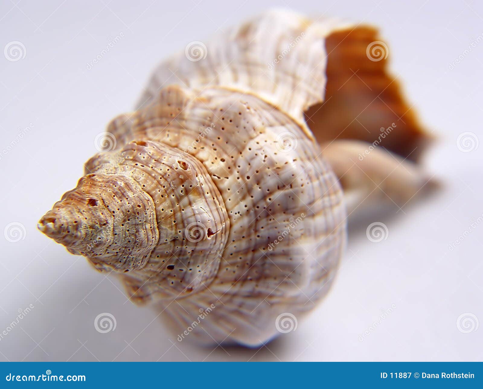 Shell stock image. Image of crab, sound, seashore, details - 11887