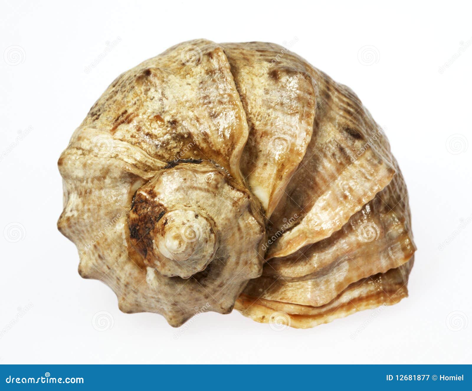 Shell stock image. Image of bright, ecology, collection - 12681877