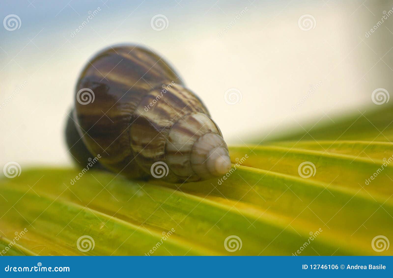 Shell stock photo. Image of leaf, shell, maldives, plant - 12746106