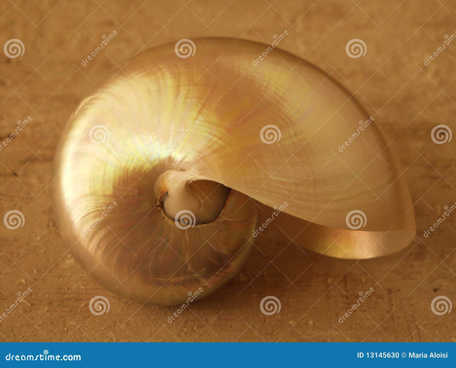 Shell stock photo. Image of gold, beach, ocean, salt - 13145630