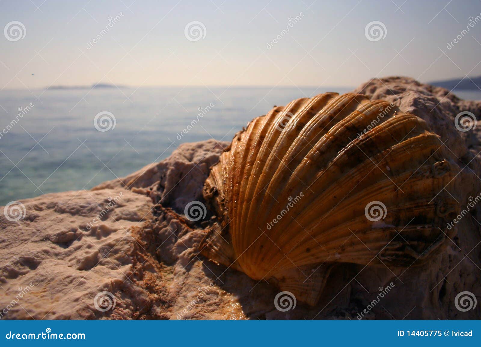 Shell stock image. Image of clamp, heat, vacation, croatia - 14405775