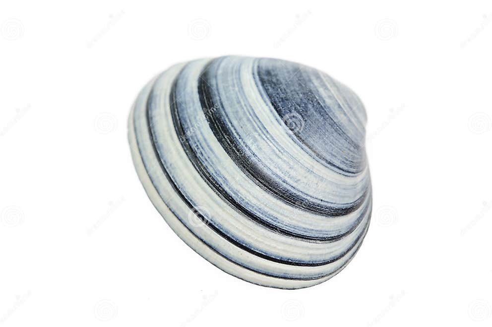 Shell stock image. Image of beach, ocean, close, shellfish - 14658283