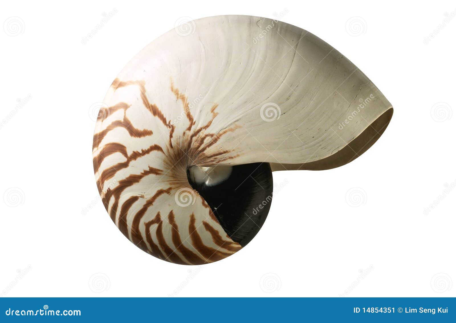1,472 Plain Shell Stock Photos - Free & Royalty-Free Stock Photos from ...