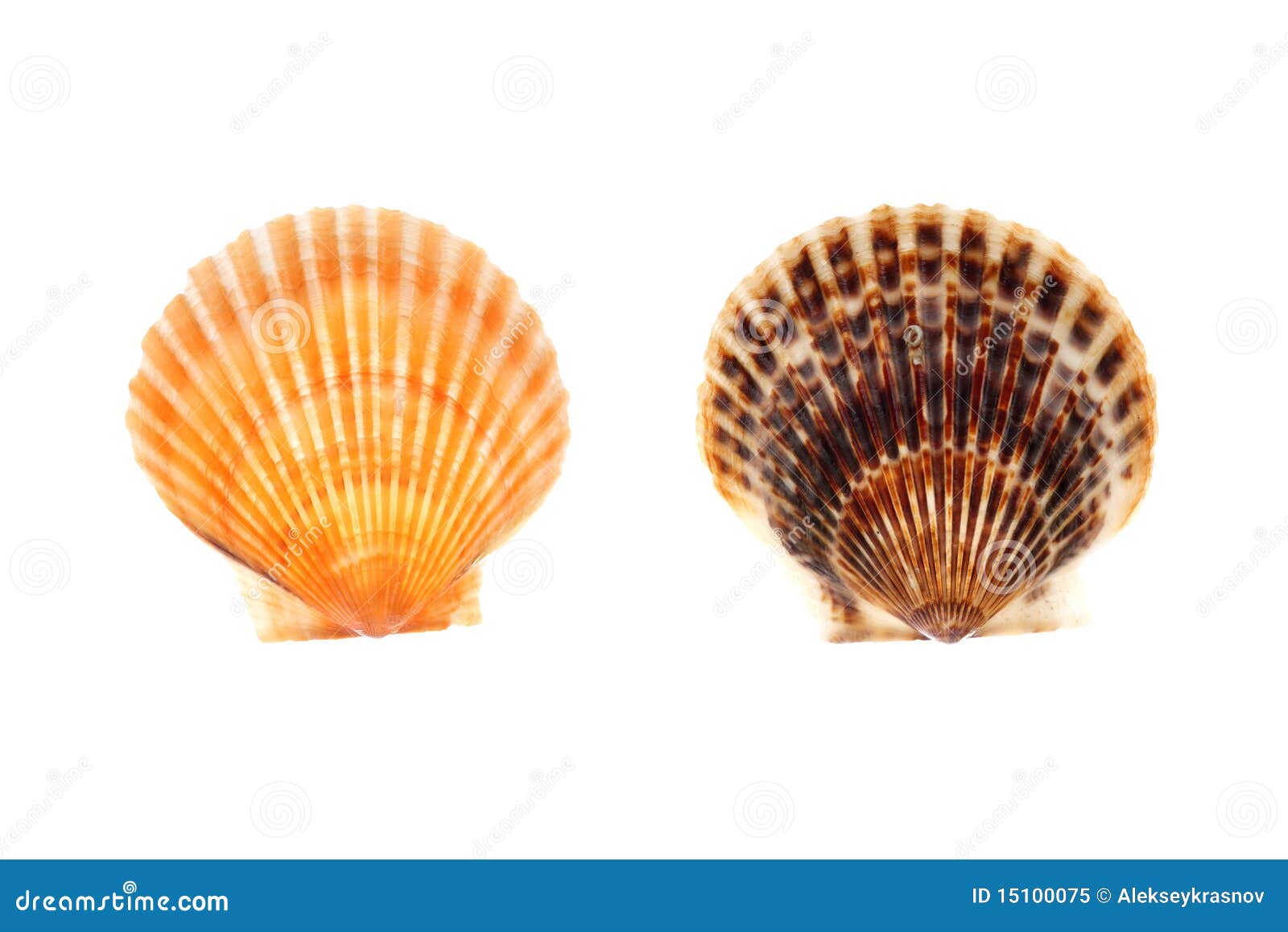 Shell stock image. Image of isolated, shell, yellow, radial - 15100075