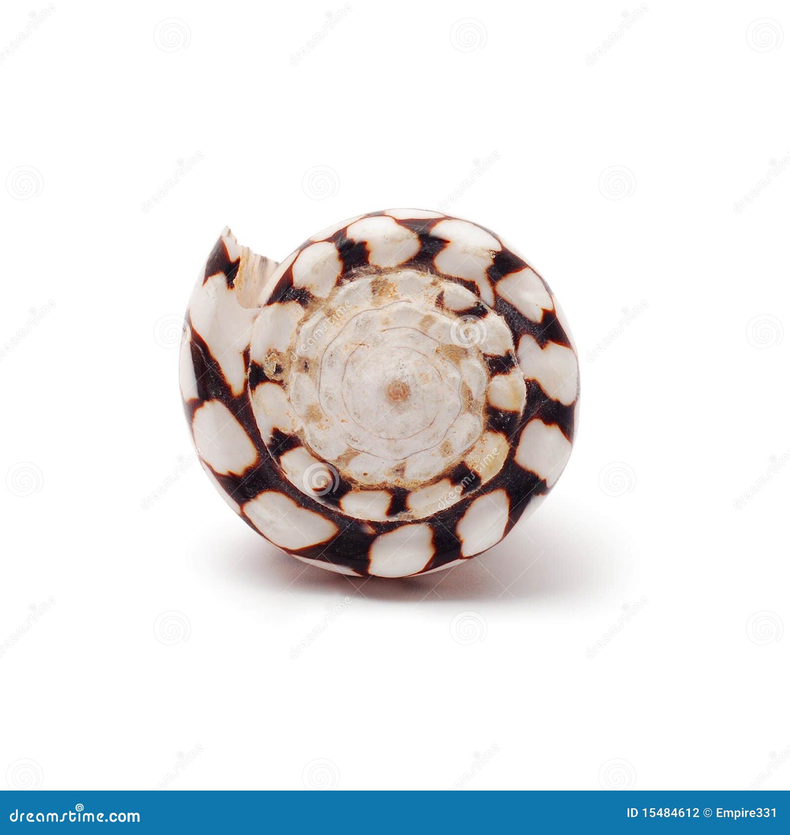 Shell stock photo. Image of macro, isolated, spiral, white - 15484612