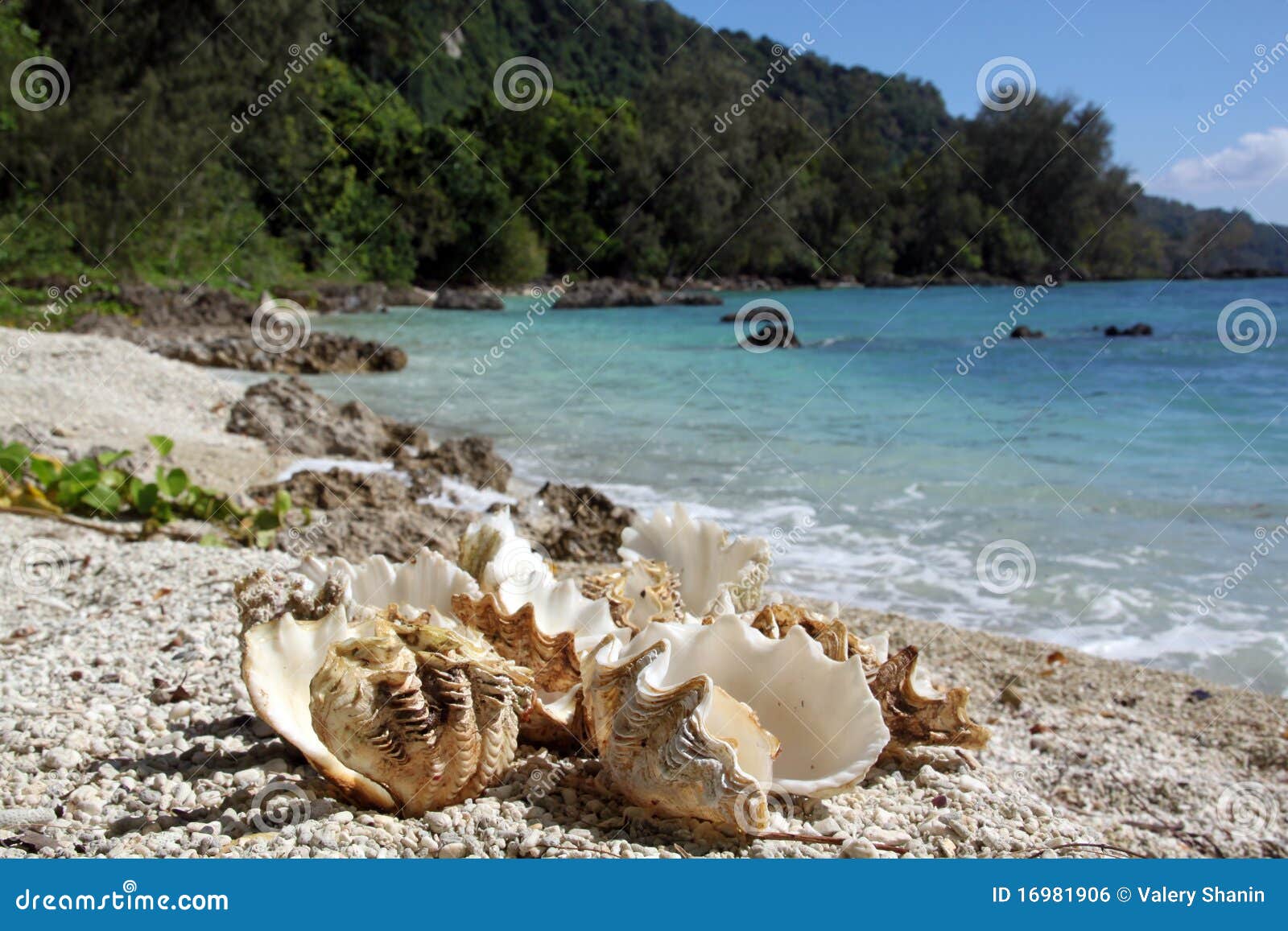 Shell foto de archivo. Imagen de cubo, onda, exterior - 16981906