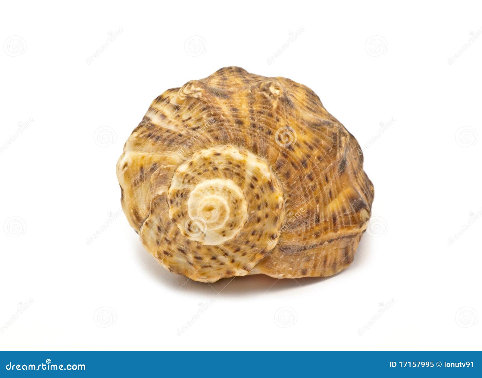 Shell stock image. Image of nature, yellow, object, isolated - 17157995