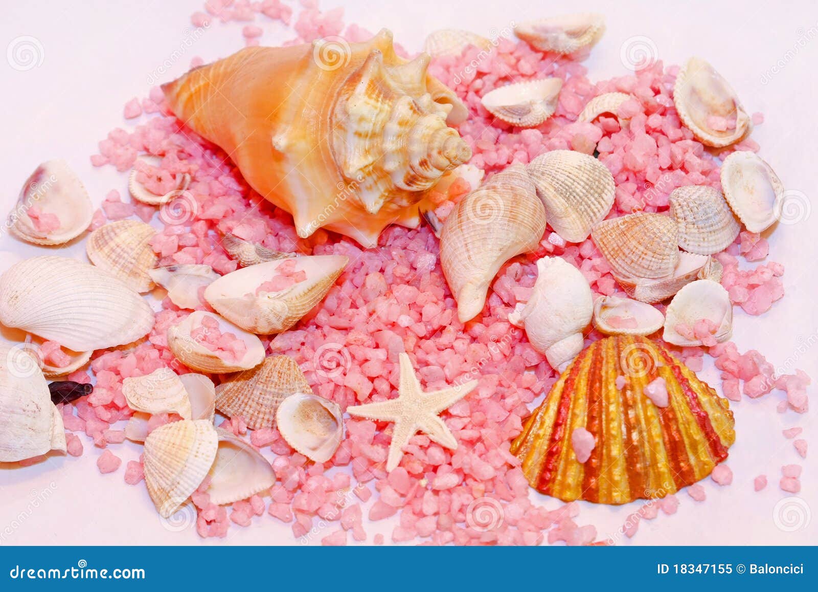 Shell stock image. Image of seashells, rocks, marine - 18347155