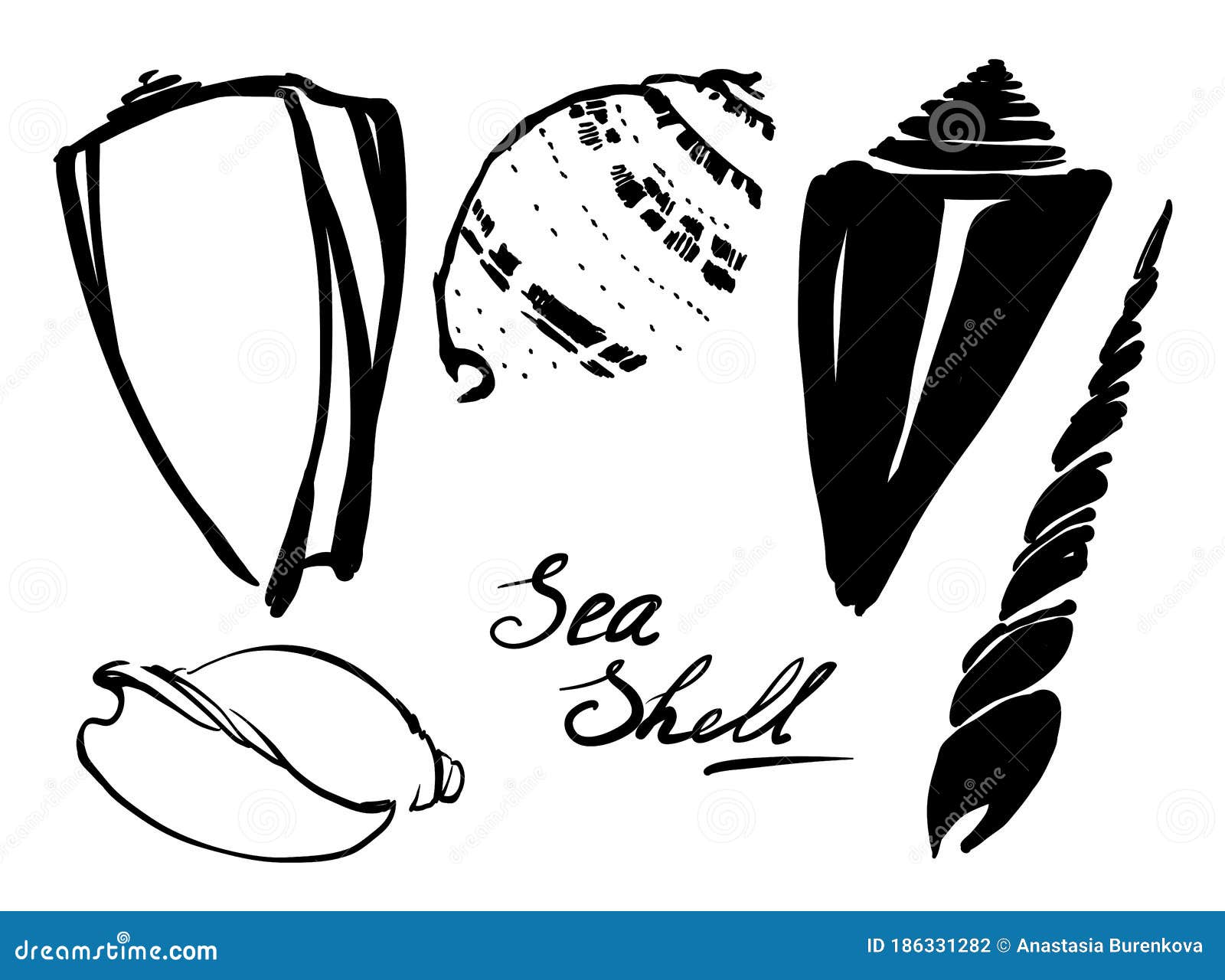 Seashell Ink Drawn Set Vector Stock Illustration - Illustration of ...