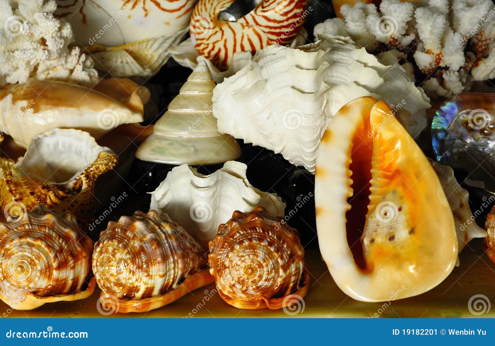 Shell stock image. Image of infinity, mean, natural, symmetry - 19182201