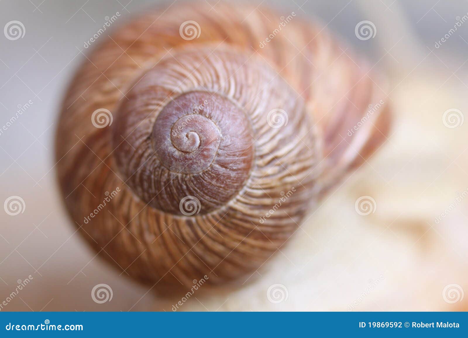 Shell stock photo. Image of curl, regular, animal, shape - 19869592