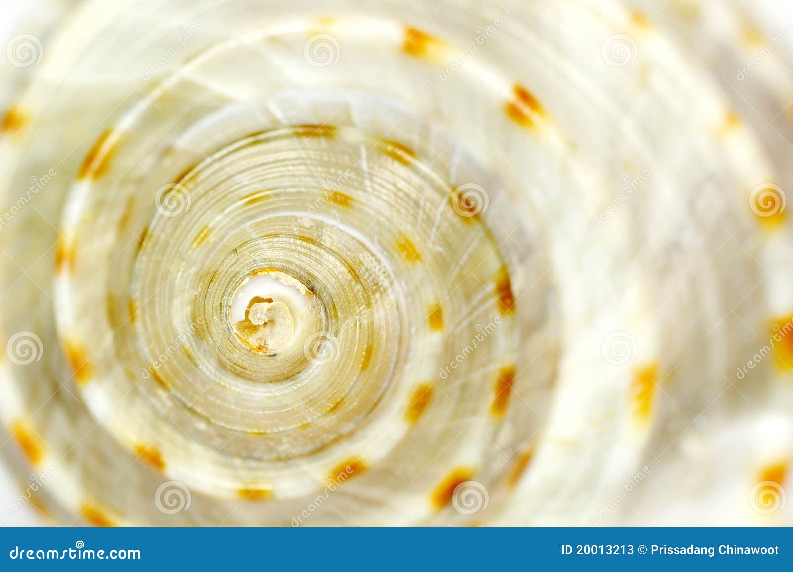 Shell stock image. Image of aquatic, wildlife, texture - 20013213