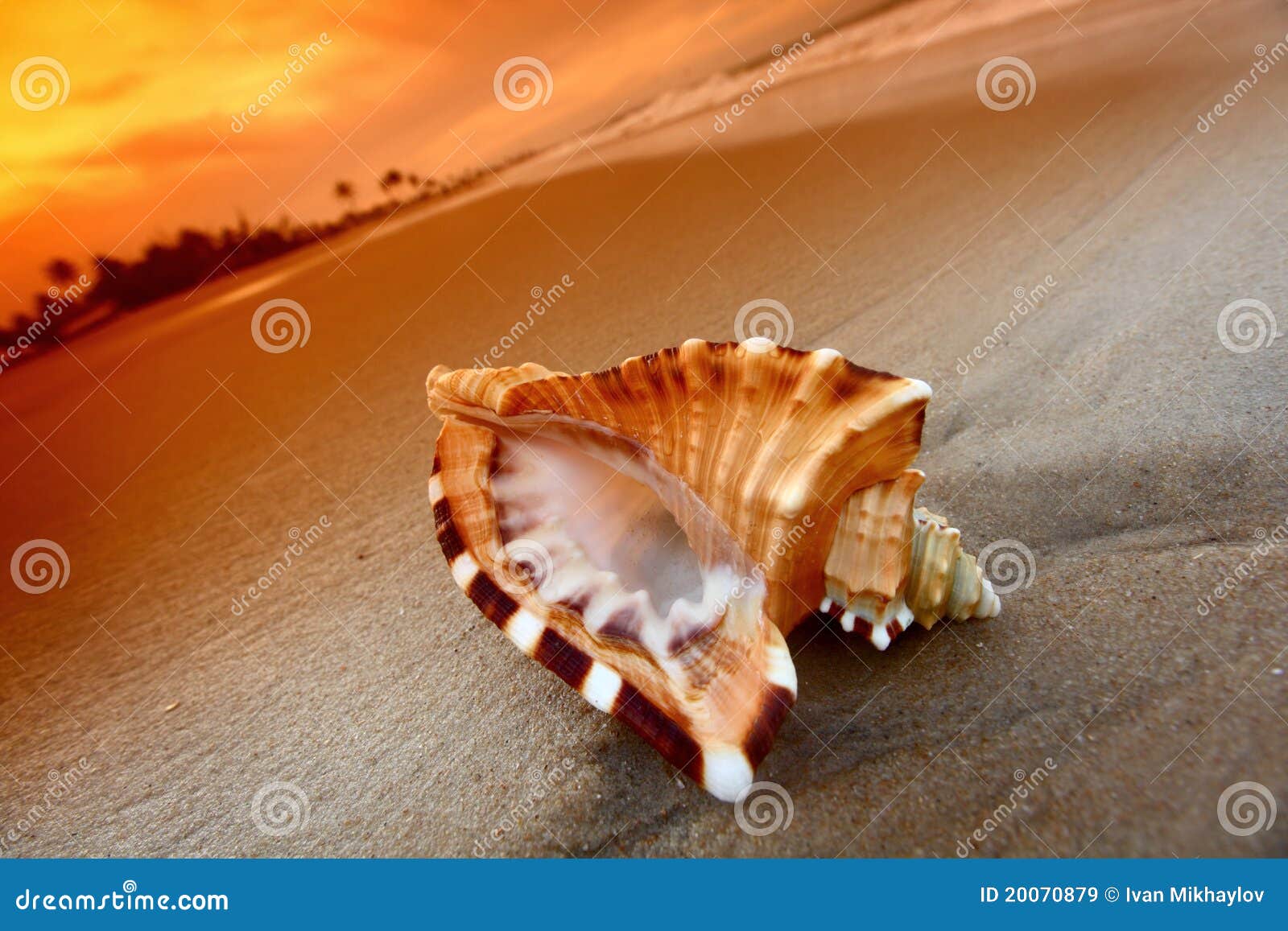 Shell imagen de archivo. Imagen de ocio, colorido, fondo - 20070879