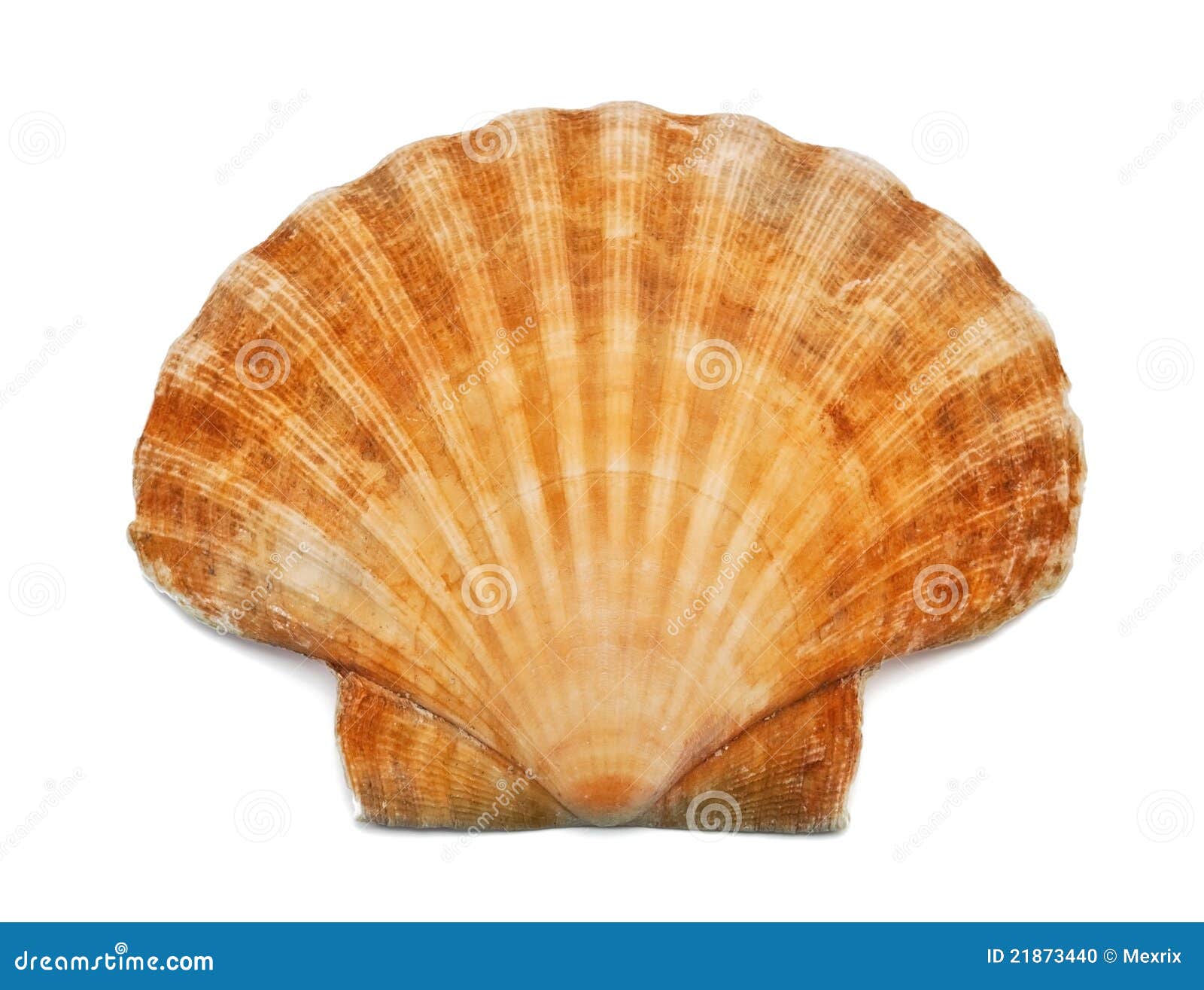 Shell foto de archivo. Imagen de cubo, hermoso, primer - 21873440 Shell foto de archivo. Imagen de cubo, hermoso, primer - 21873440