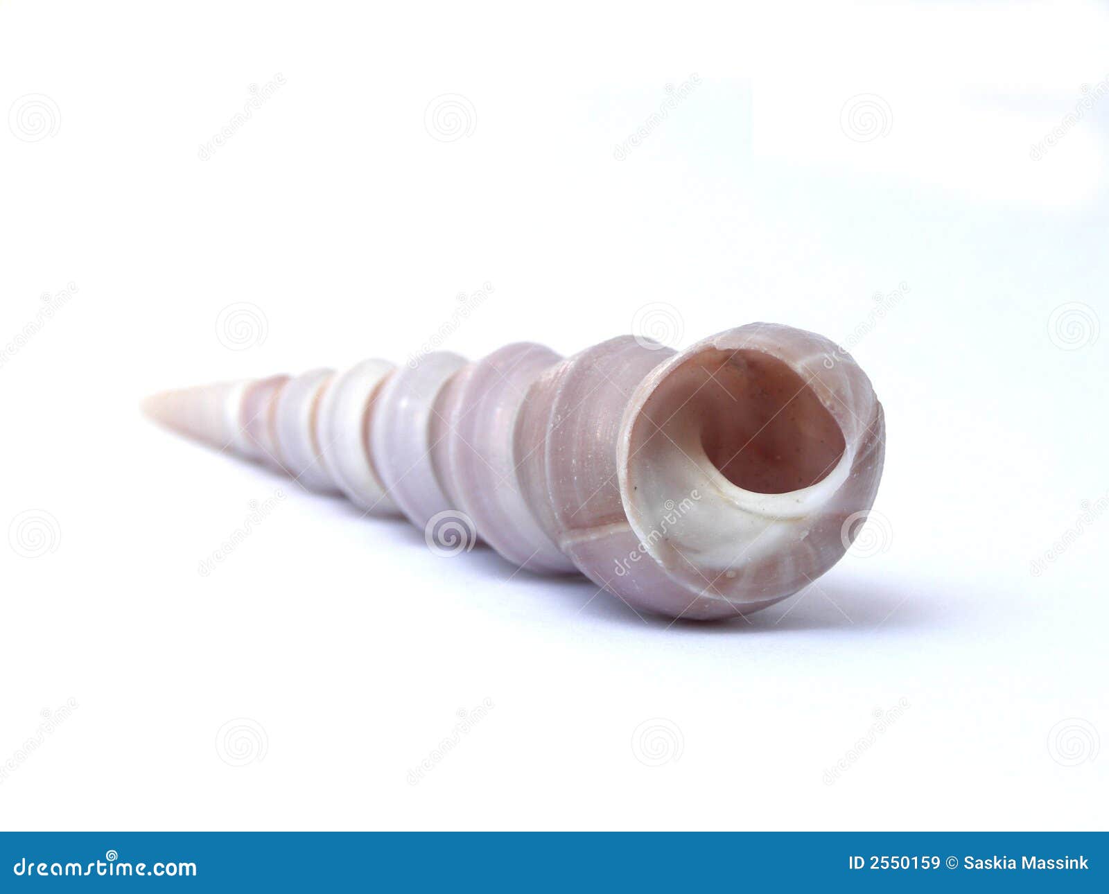 Shell. Picture Image: 2550159