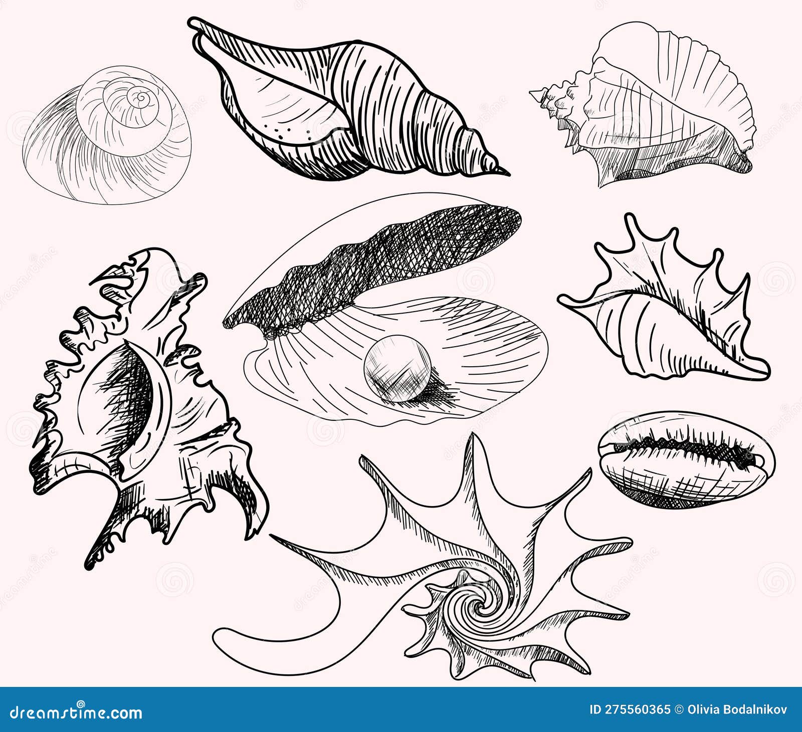 Vector Set Sea Shells And Pearls Different Shapes. Clamshells ...