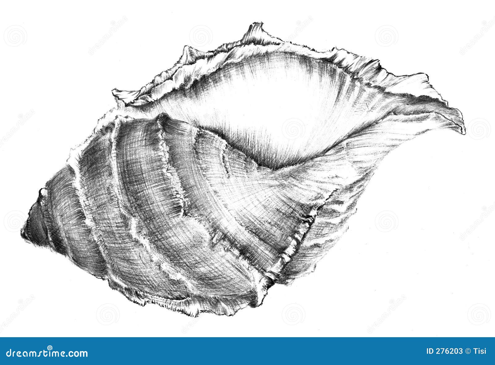 Shell stock illustration. Illustration of ocean, drawing - 276203