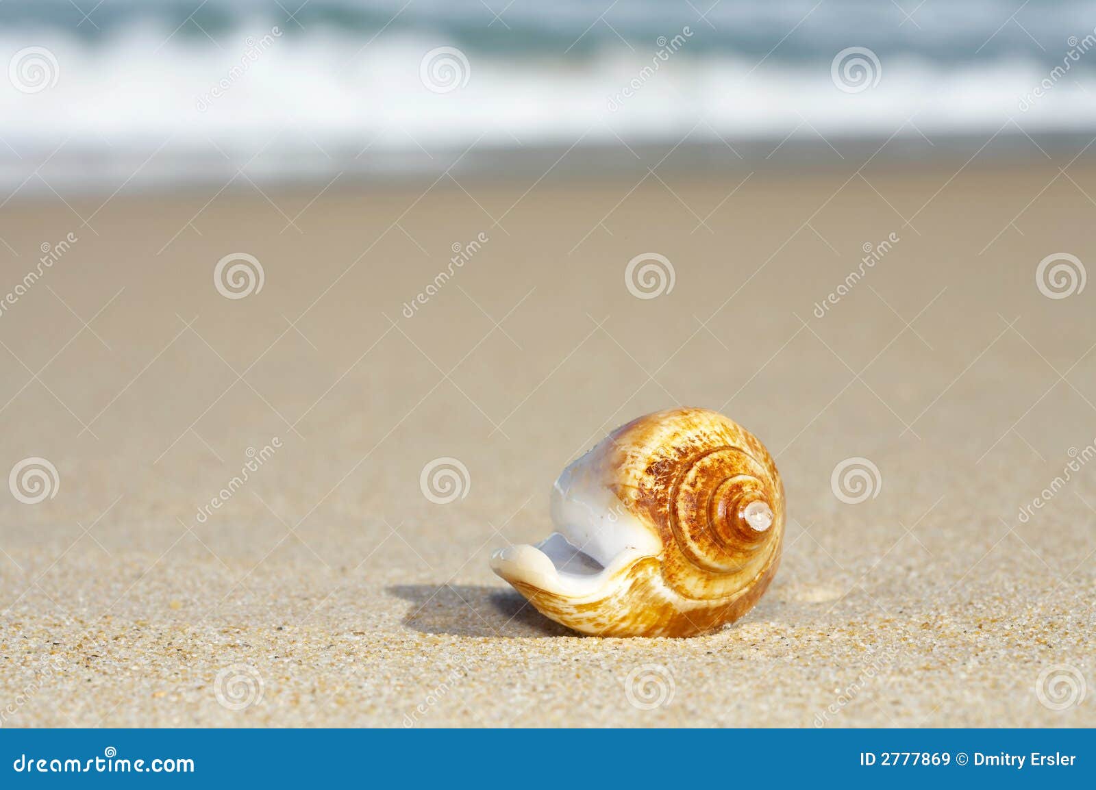 Shell imagen de archivo. Imagen de arena, costa, molusco - 2777869