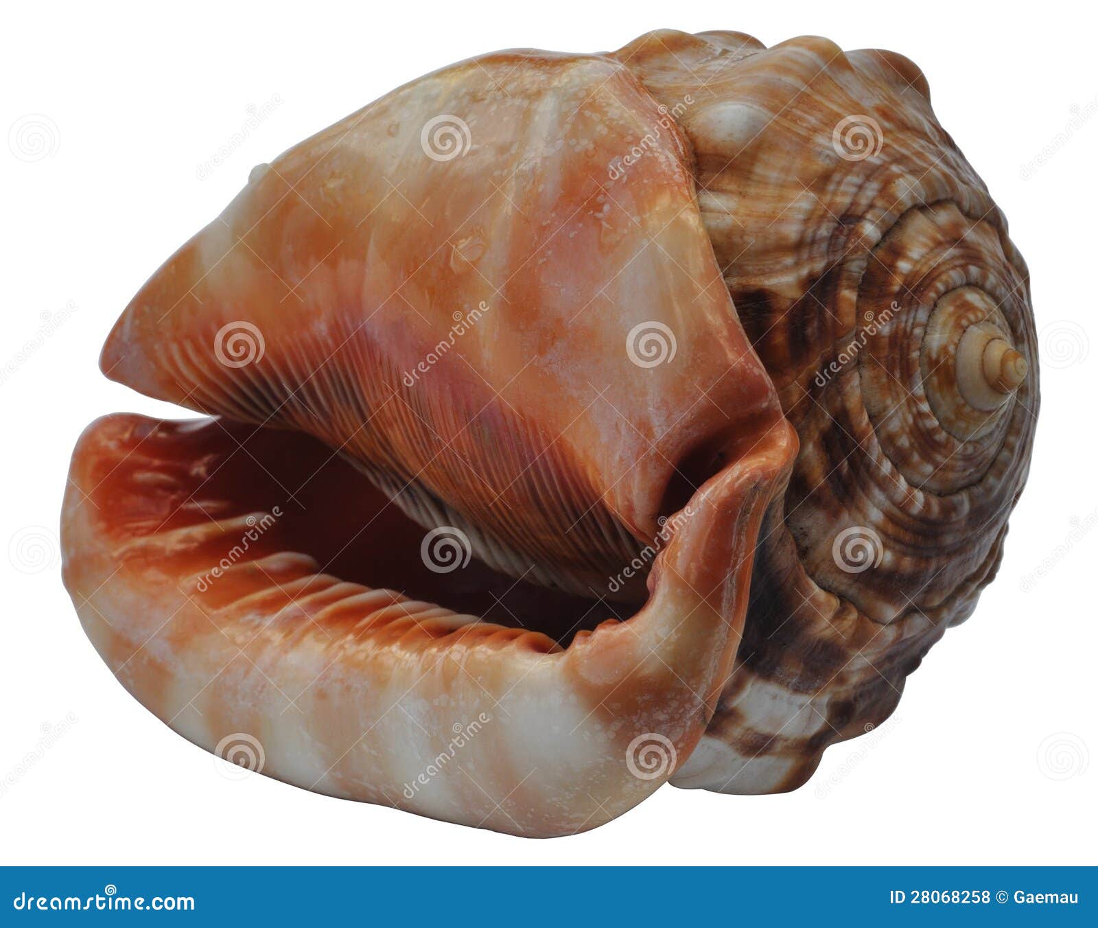 Shell stock photo. Image of aquatic, shape, crustacean - 28068258