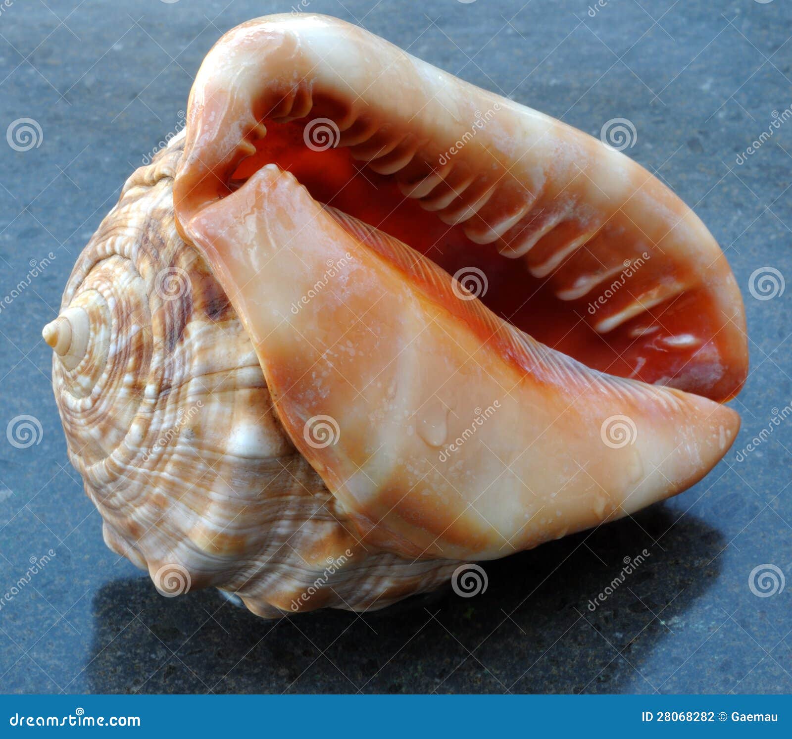 Shell stock photo. Image of seashell, beach, animal, mollusc - 28068282